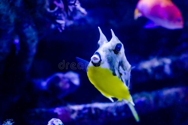 The Longhorn Cowfish Lactoria Cornuta, Also Called the Horned Boxfish ...