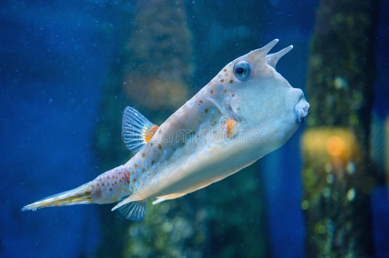 Longhorn cowfish stock photo. Image of reef, marine, omnivorous - 39347784