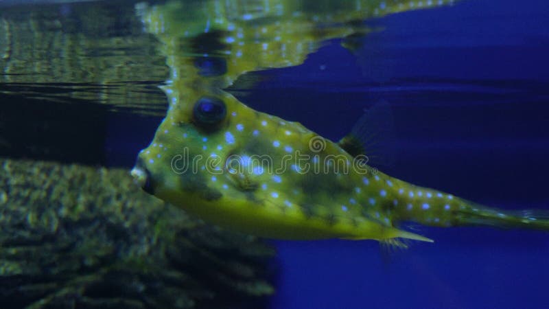 Longhorn Cowfish Swims in the Aquarium Stock Video - Video of blue ...
