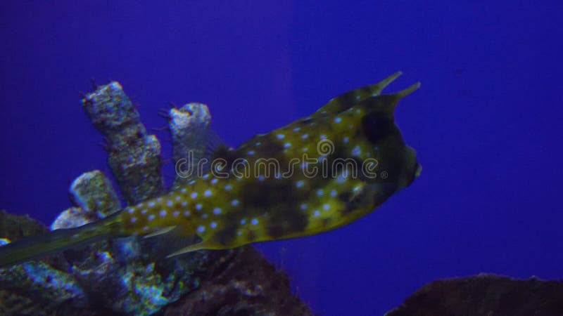 Longhorn Cowfish Swims in the Aquarium Stock Footage - Video of nature ...