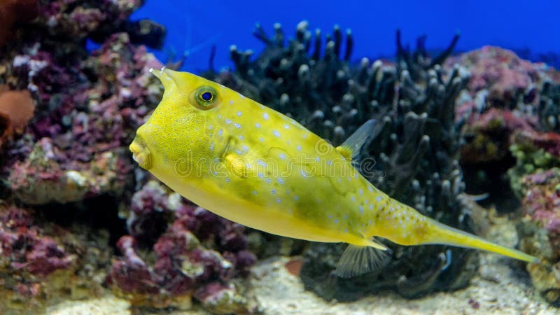 Yellow Longhorn Cowfish Fish Swims in Blue Water in an Aquarium Stock ...