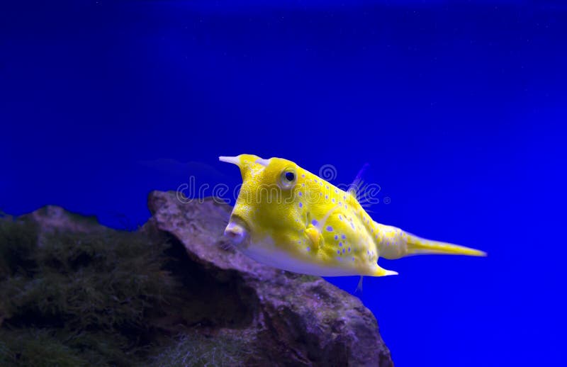 Longhorn Cowfish yellow stock photo. Image of ocean, cornuta - 39672068