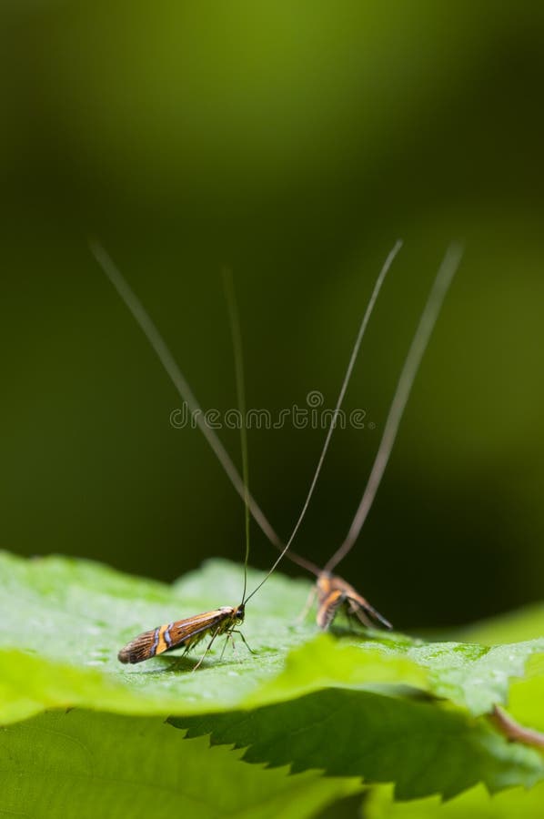 Longhorn moth stock image. Image of male, antennae, animal - 14558337