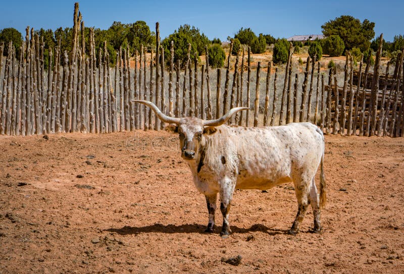 LONGHORN-OCHSE stockfoto. Bild von essen, texas, ochse - 69792102