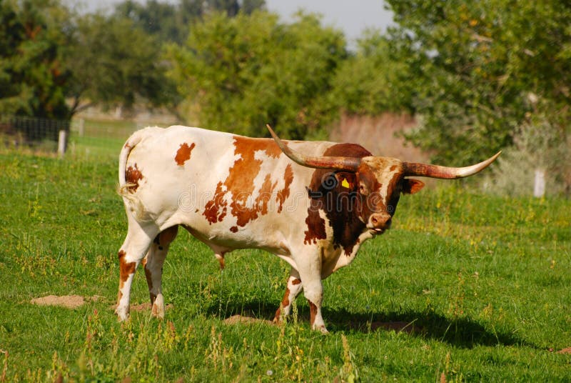 Longhorn-Ochse stockbild. Bild von nave, tier, ugetier - 14588785