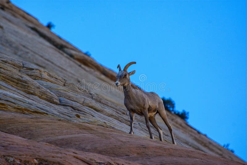 Longhorn sheep stock image. Image of grassland, tundra - 94855923