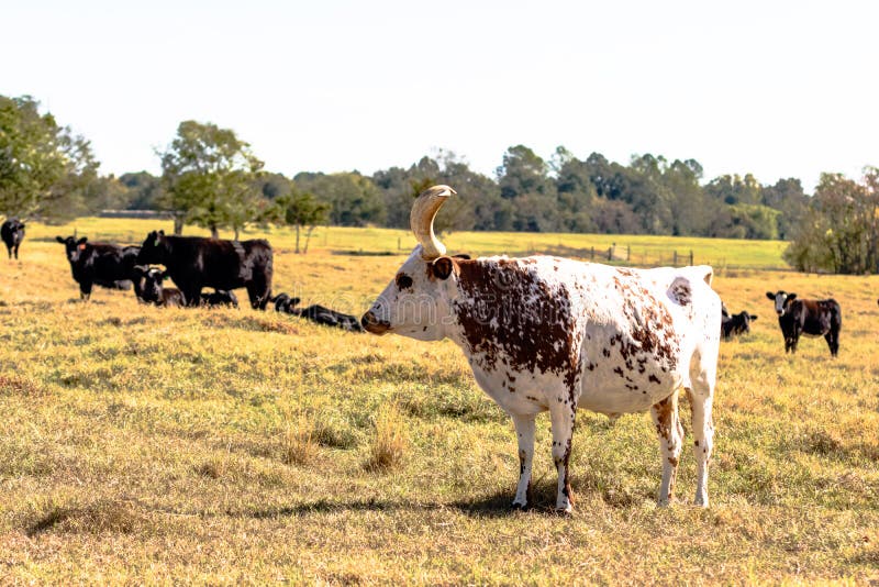 Longhorn Standing with Angus Cattle Stock Image - Image of farm ...
