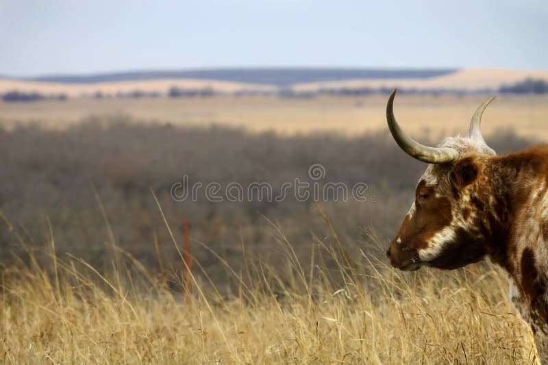 Long Horn Bull Looking To Cloudy Sky, Grab Bull by Horns Stock Image ...