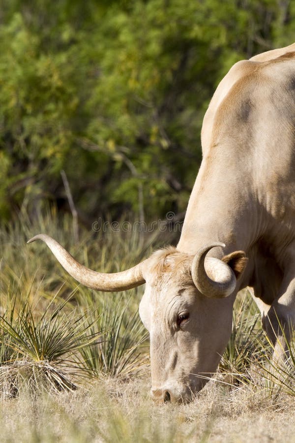 Longhorn steer stock photo. Image of longhorn, brown - 19517824
