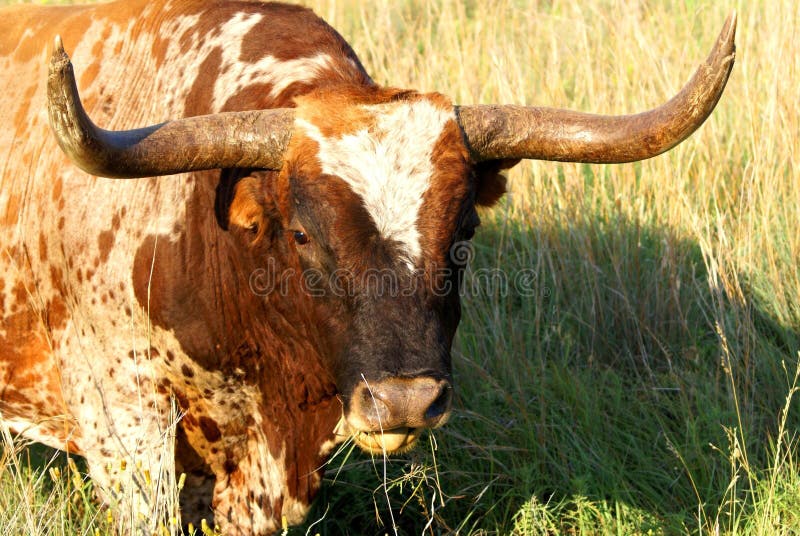 Longhorn-Stier stockbild. Bild von bauernhof, weide, longhorn - 14297543