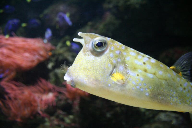 Box Cowfish Stock Photos - Free & Royalty-Free Stock Photos from Dreamstime