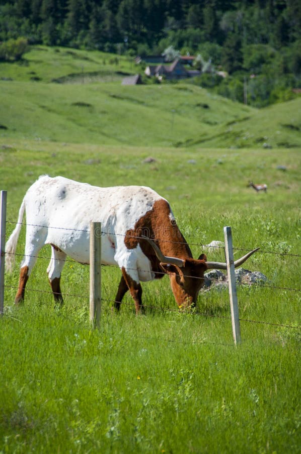 Longhornu byk z rogami obraz stock. Obraz złożonej z stado - 70799581