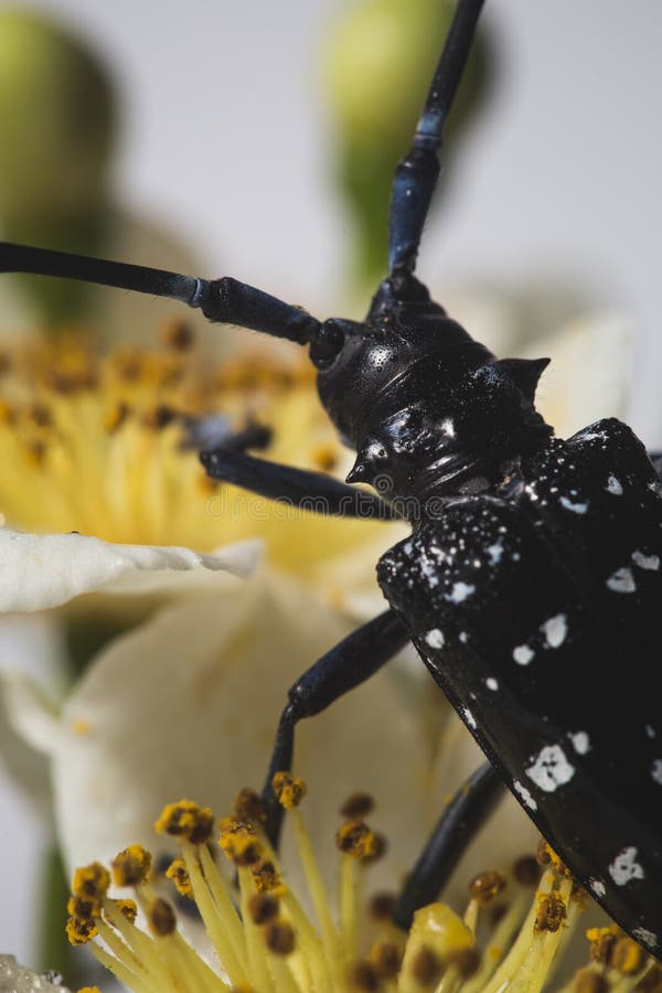 Longicorn beetle stock photo. Image of macro, close, tentacles - 64613972