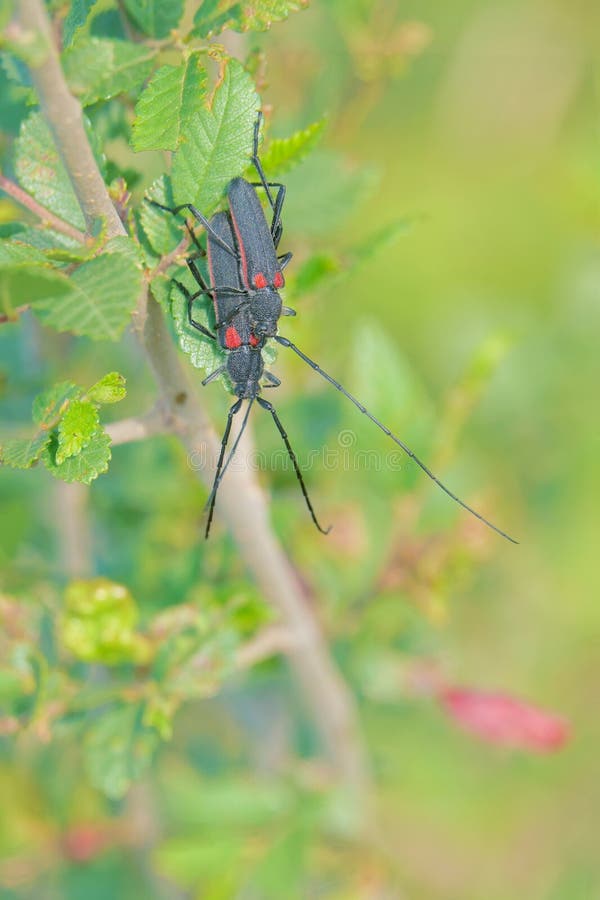 Longicorn beetle stock image. Image of life, halodendri - 271863019