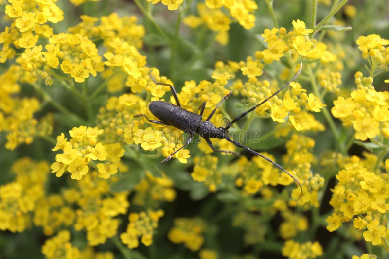 Longicorn Beetle in the Spring Stock Photo - Image of beetle, insect ...
