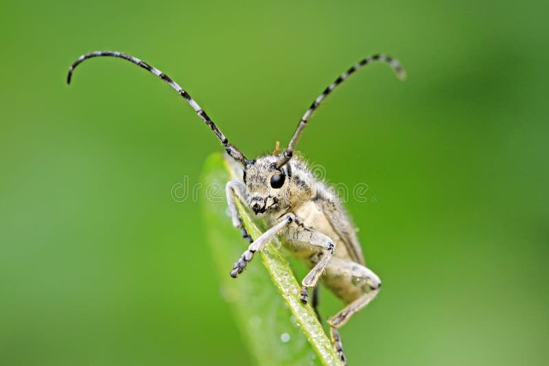 Longicorn stock image. Image of exotic, biology, beautiful - 369255967