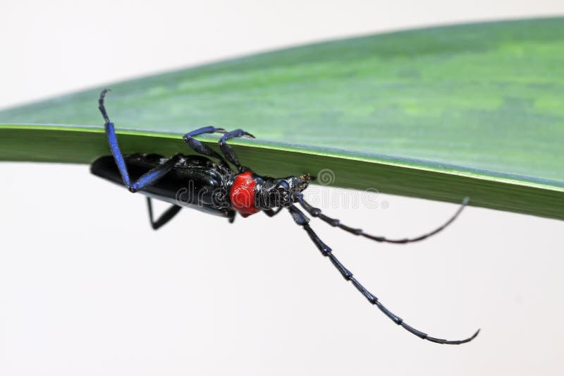 Longicorn stock image. Image of plants, interesting - 370590491