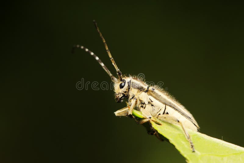 Longicorn stock photo. Image of braid, alert, biology - 382557836