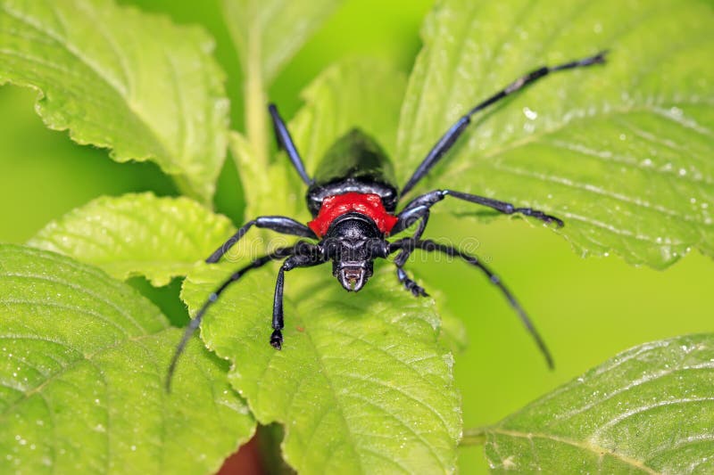 Longicorn stock photo. Image of green, coleoptera, aromia - 382558062