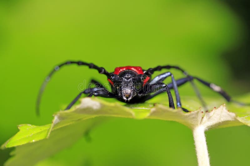 Longicorn stock photo. Image of biology, antenna, macro - 382558068