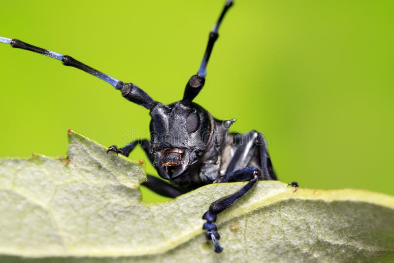 Longicorn stock image. Image of leaves, crawling, interesting - 382558079