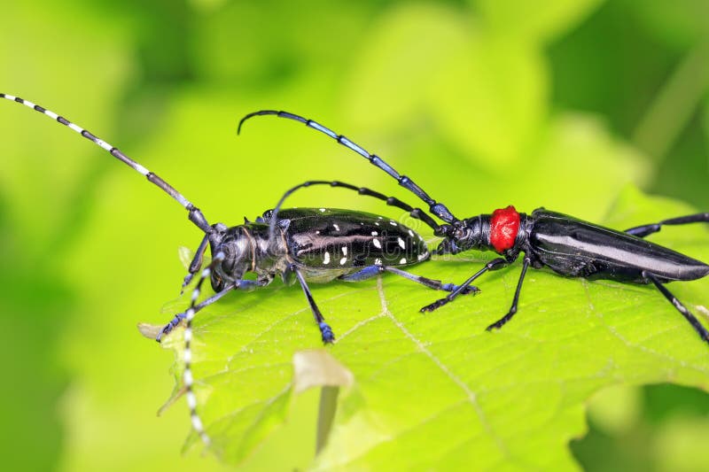 Longicorn stock photo. Image of coleoptera, insects - 382558086