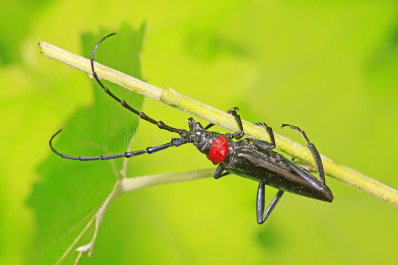 Longicorn stock photo. Image of braid, background, exotic - 383283044
