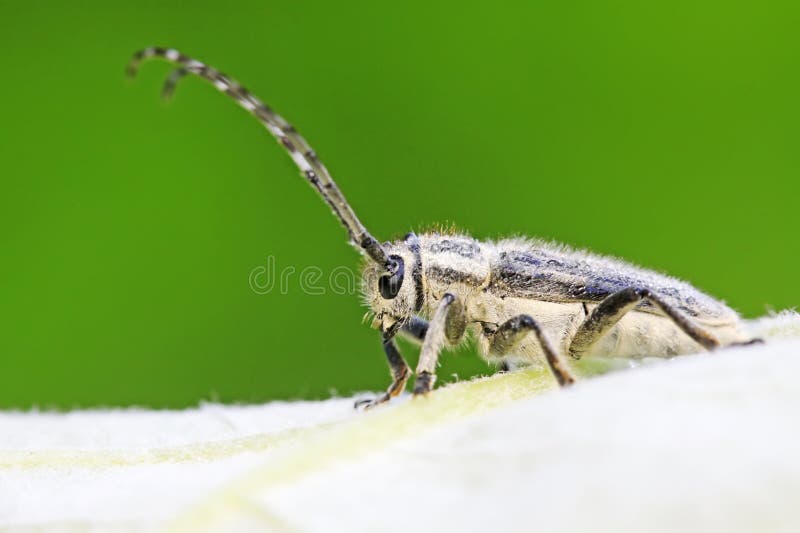 Longicorn stock photo. Image of beautiful, background - 386937318