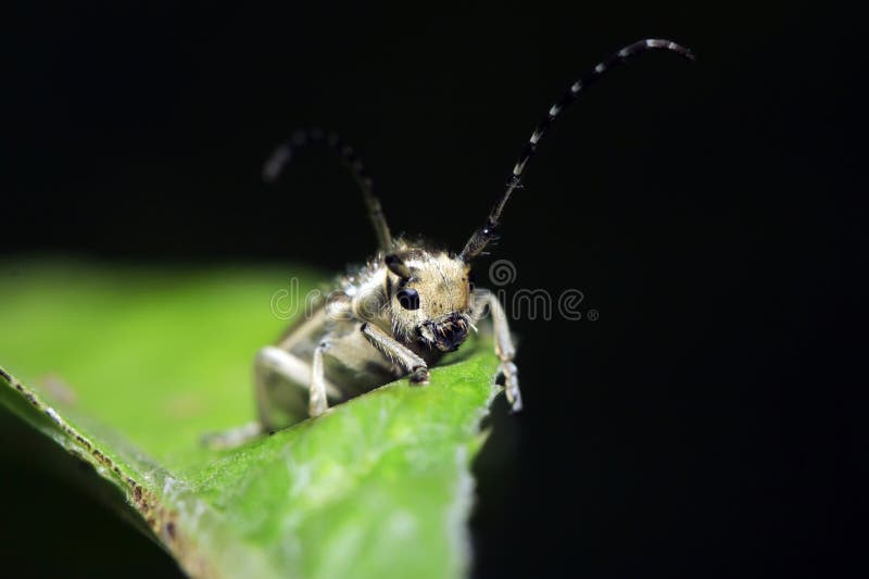 Longicorn stock image. Image of exotic, cerambycidae - 390144545