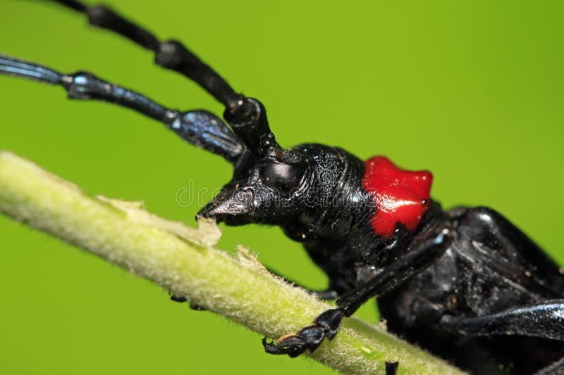 Longicorn stock photo. Image of plants, macro, closeup - 390145124