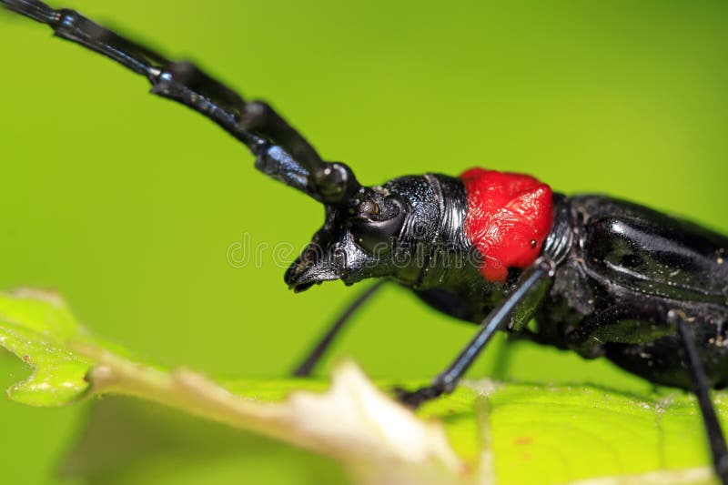 Longicorn stock photo. Image of biology, green, grass - 390145158