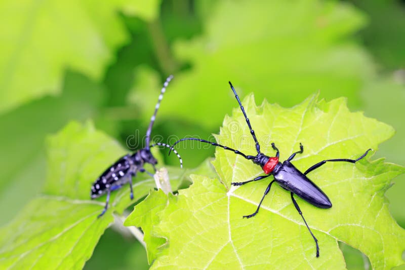 Longicorn stock image. Image of leaves, entomology, exotic - 390145173