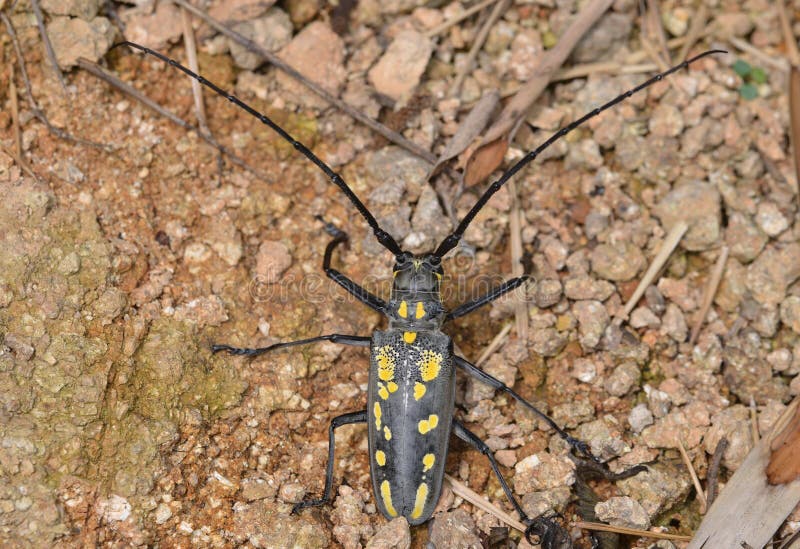 A longicorn on the ground stock photo. Image of beige - 32182668