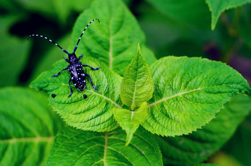 Longicorn stock photo. Image of rain, longhorn, leaf - 42212196
