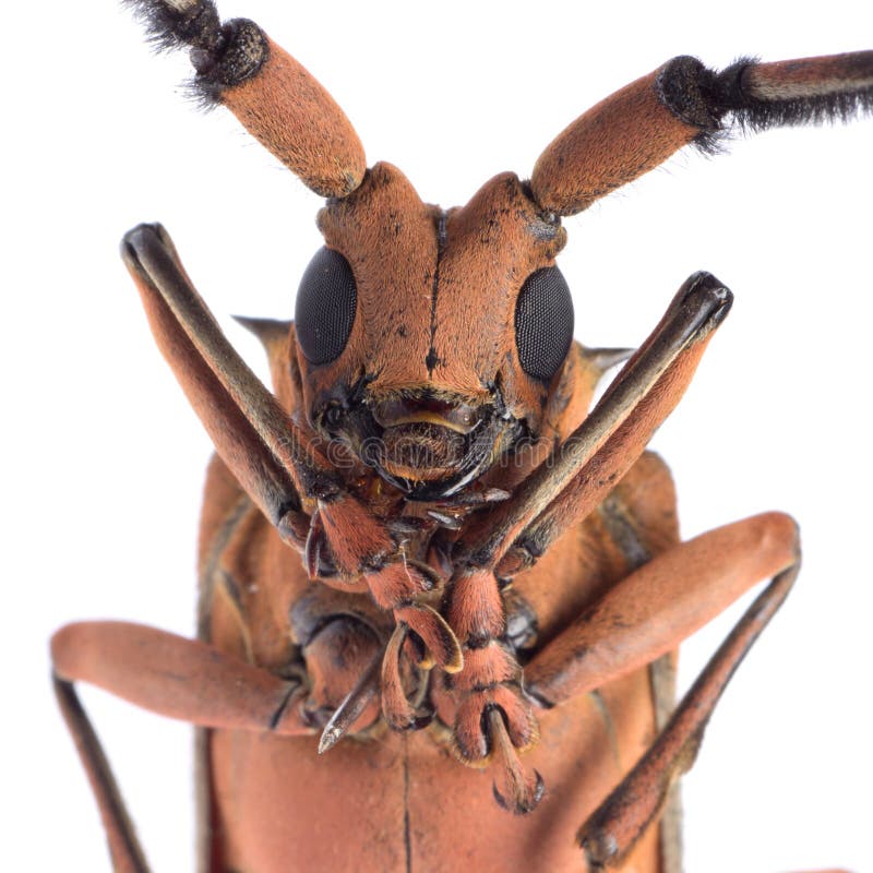 Longicorn longhorn beetle stock image. Image of long - 20648457