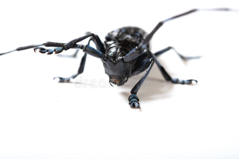 Longicorn on a White Background Stock Image - Image of longhorned ...