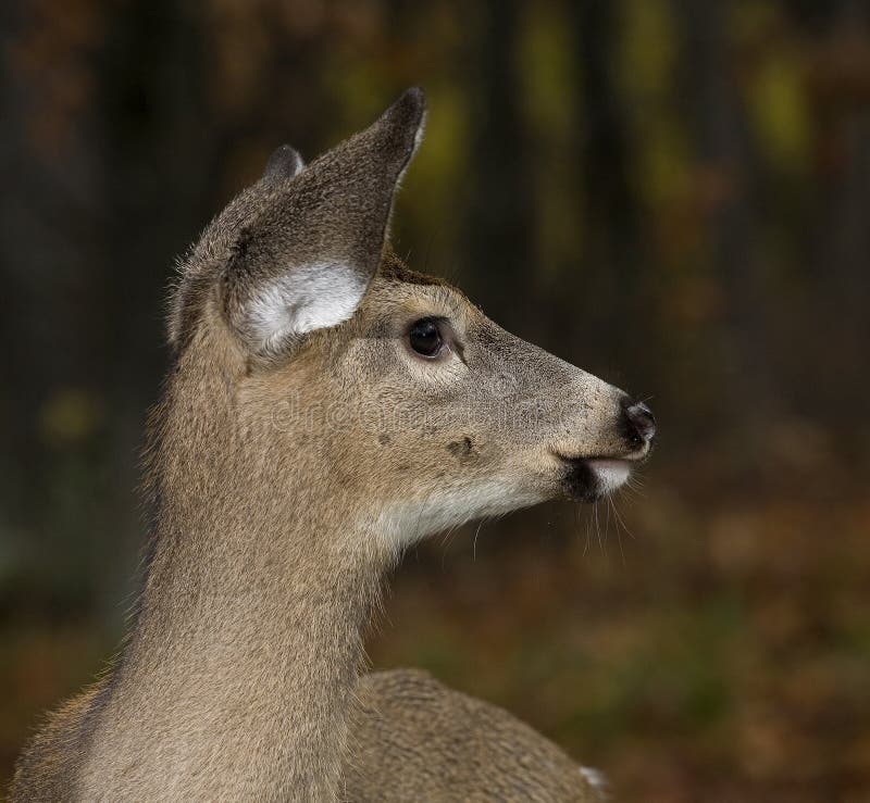Longing stare stock image. Image of mammal, deer, forest - 13022091
