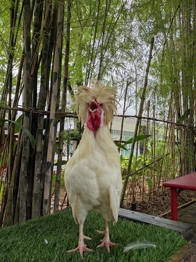 Longish Chicken Stock Photos - Free & Royalty-Free Stock Photos from ...