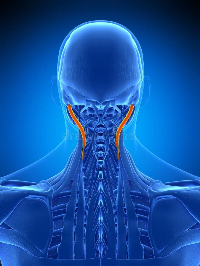 Longissimus capitis stock illustration. Illustration of body - 168623652