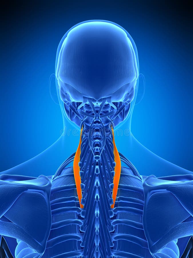 The longissimus stock illustration. Illustration of accurate - 72487545