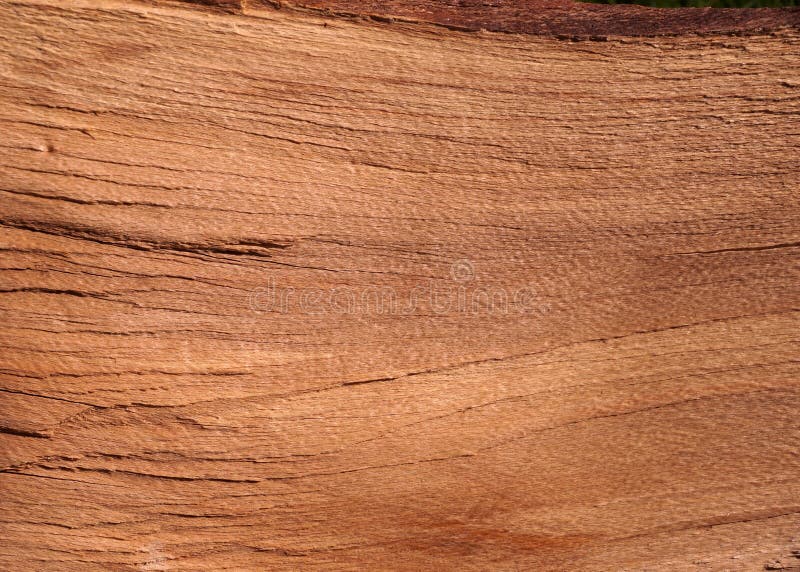 Longitudinal Cross-section of an Old Tree Stock Photo - Image of ... Longitudinal Cross-section of an Old Tree Stock Photo - Image of ...