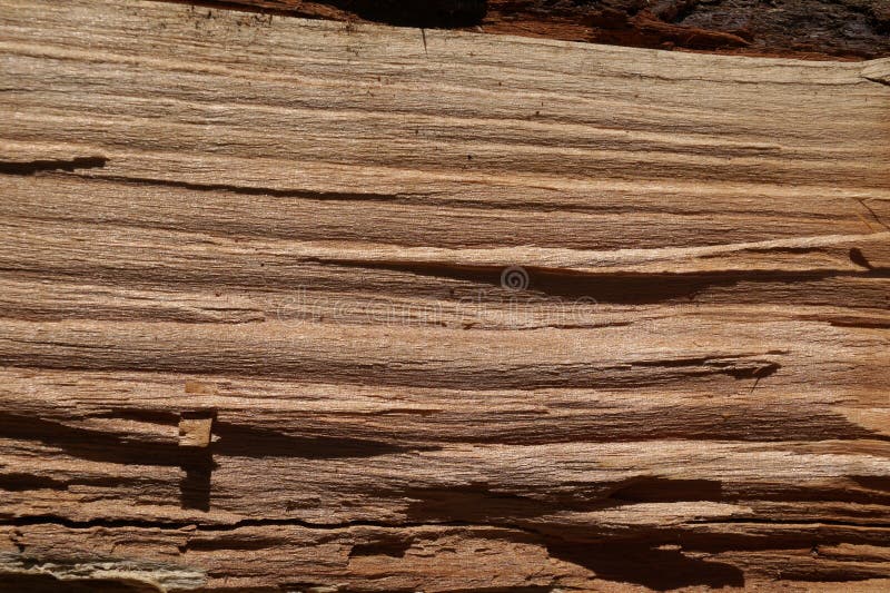 Longitudinal Cross-section of an Old Tree Stock Photo - Image of ...