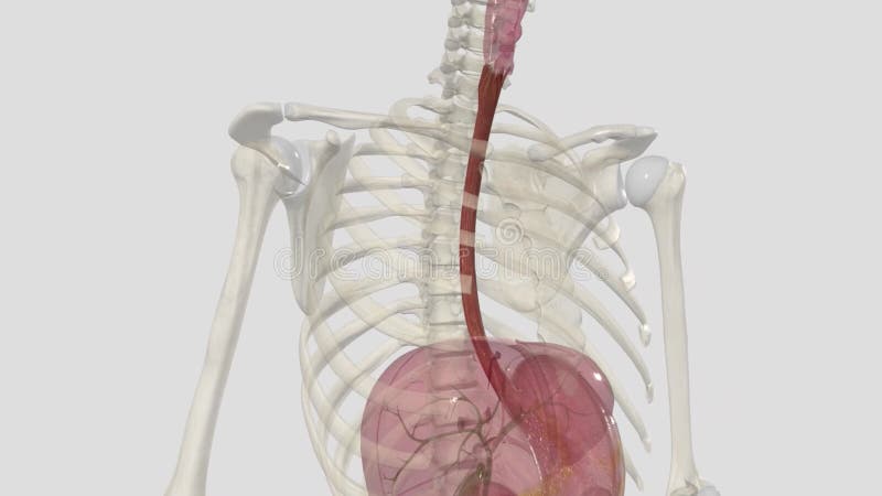 Longitudinal Muscular Layer of Esophagus Stock Footage - Video of colon ...