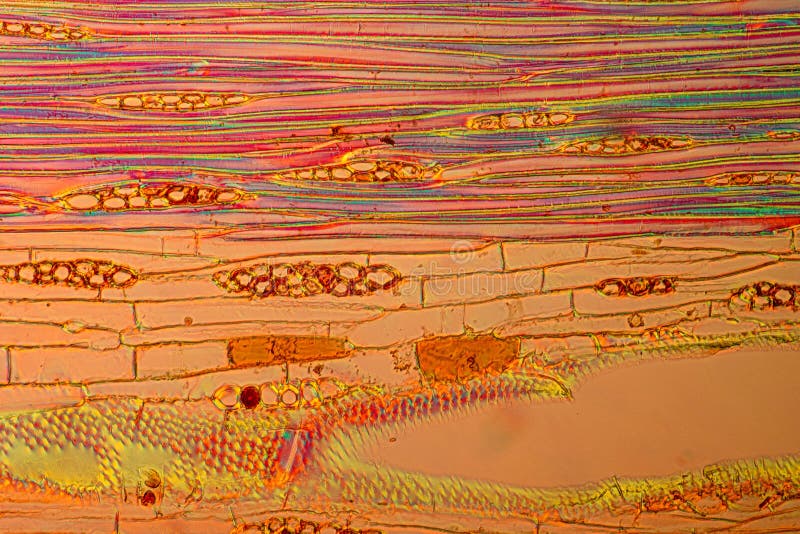 Longitudinal Section of the Acacia Boa Gray. the Tree is Native To ...