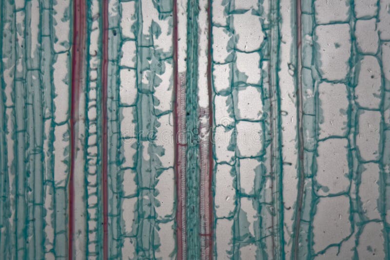 Longitudinal Section through Cells of a Stem from a Maize Plantunder ...