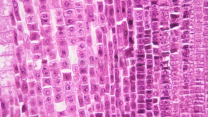 Longitudinal Section Cut of Root Tip of Plant Under the Microscope ...