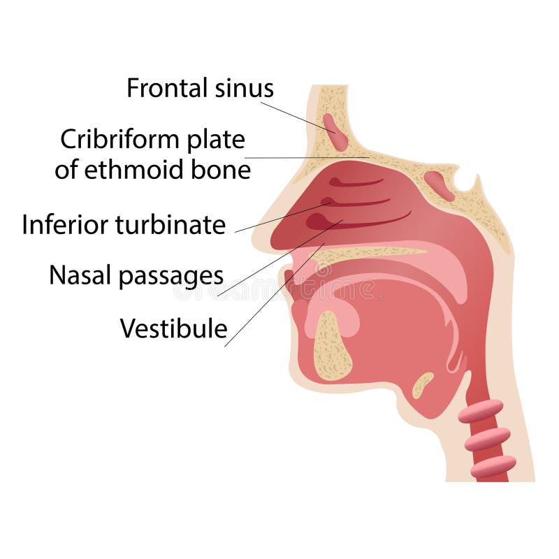 Longitudinal Section of the Diagram of the Anatomy of the Human Nose ...