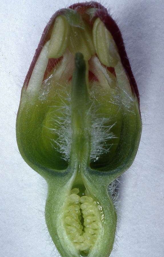 Longitudinal Section through a Flower Stock Image - Image of yellow ...