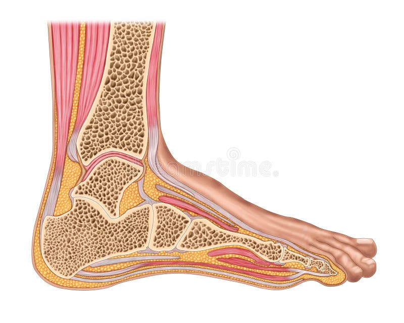 Human Foot Anatomy Cutaway Representation Stock Illustrations – 1 Human ...