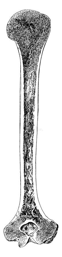 Longitudinal Section of Humerus, Vintage Illustration Stock Vector ...